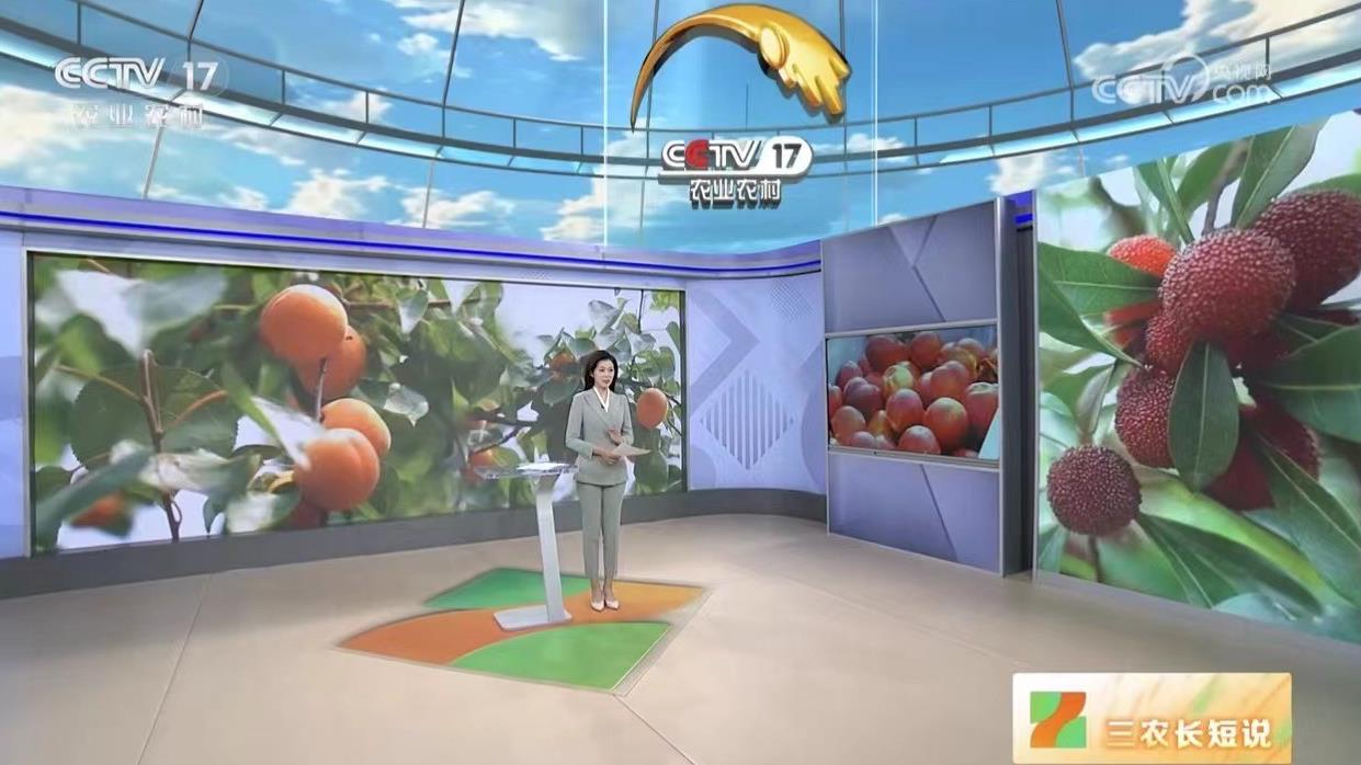 慈溪杨梅“红”上央视啦！CCTV17频道：大棚杨梅上市 品质和口感好于往年